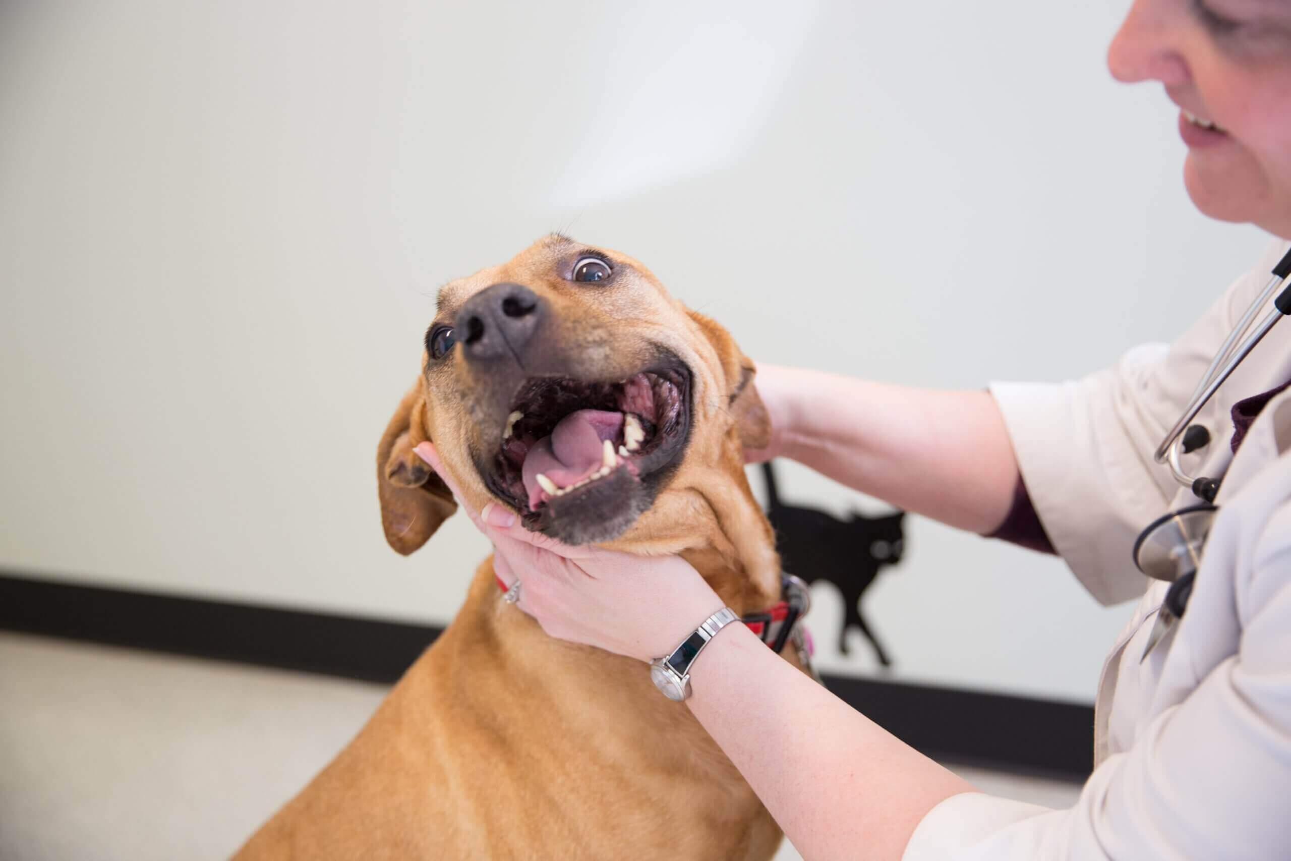 Practical Tips to Teach Your Child About Pet Care - Marina Bay Animal ...